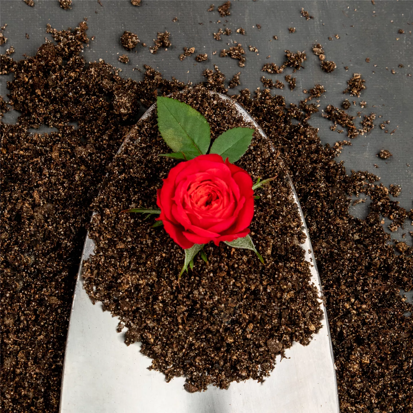 Terreau pour rosiers