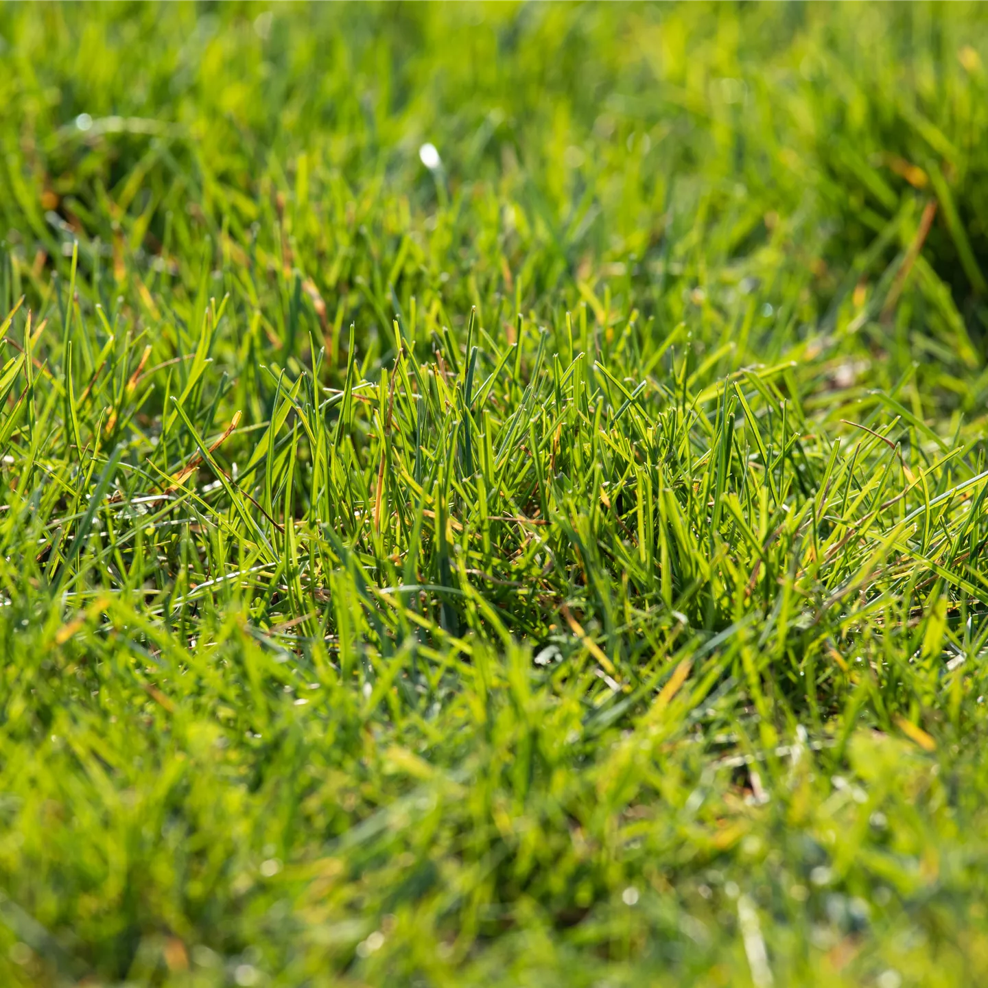 Rasenerde einfach online kaufen | RICOTER | RICOTER Erdaufbereitung AG