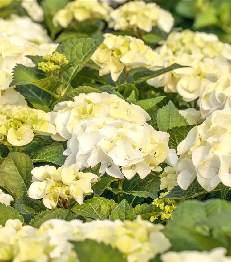 Zebra hydrangea store
