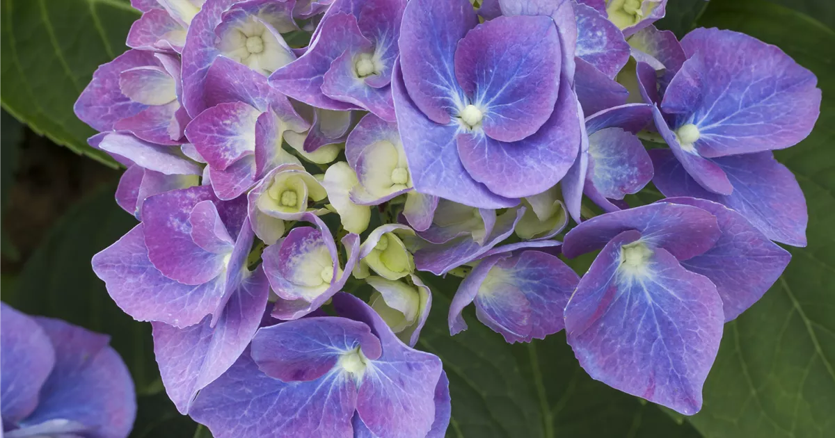 Hydrangea macrophylla 'Blue Heaven'®, Bauernhortensie 'Blue Heaven ...