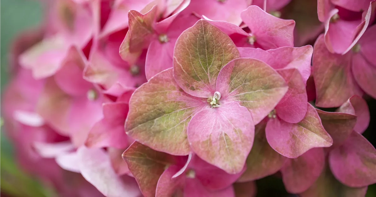 Hydrangea macrophylla 'Green Shadow'(s), Gartenhortensie 'Green Shadow ...
