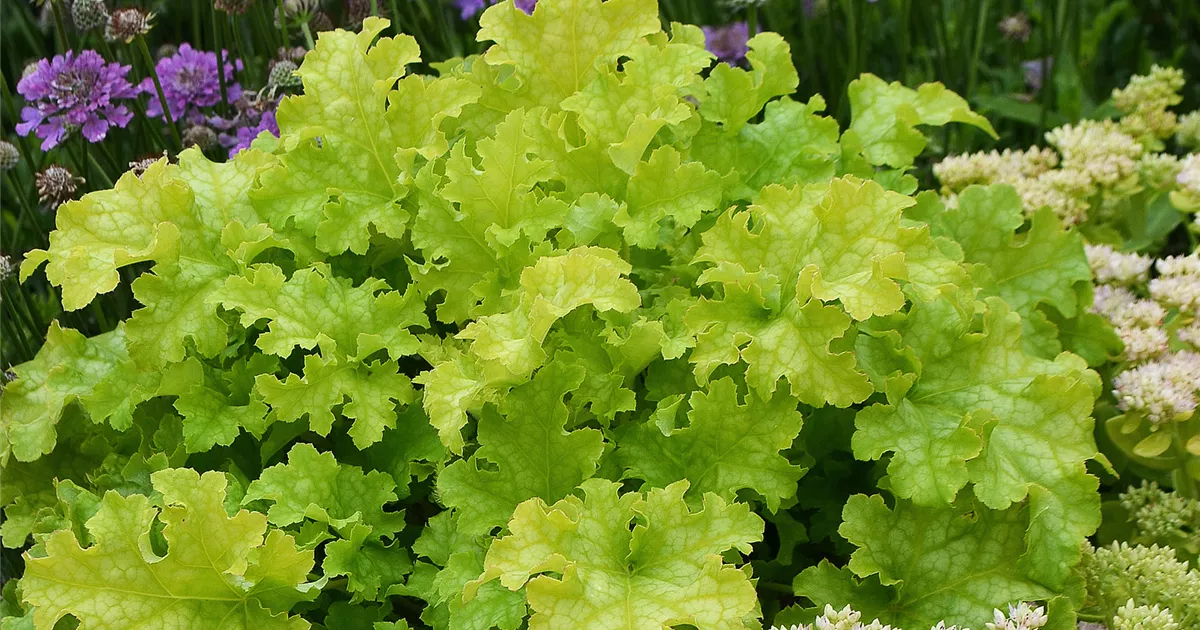 Heuchera 'Lime Ruffles', Purpurglöckchen 'Lime Ruffles' | RICOTER ...