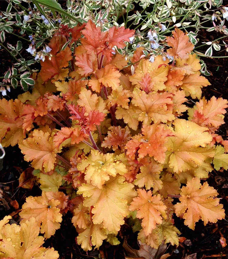 Heuchera marmalade store