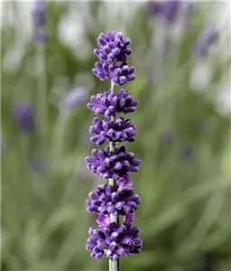 Lavandula angustifolia 'Sentivia® Blue', Lavande officinale 'Sentivia ...