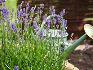 Lavandula angustifolia 'Sentivia® Blue', Lavande officinale 'Sentivia ...
