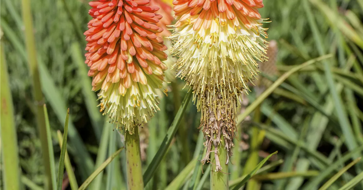 Kniphofia x praecox, Frühe Fackellilie | RICOTER Erdaufbereitung AG