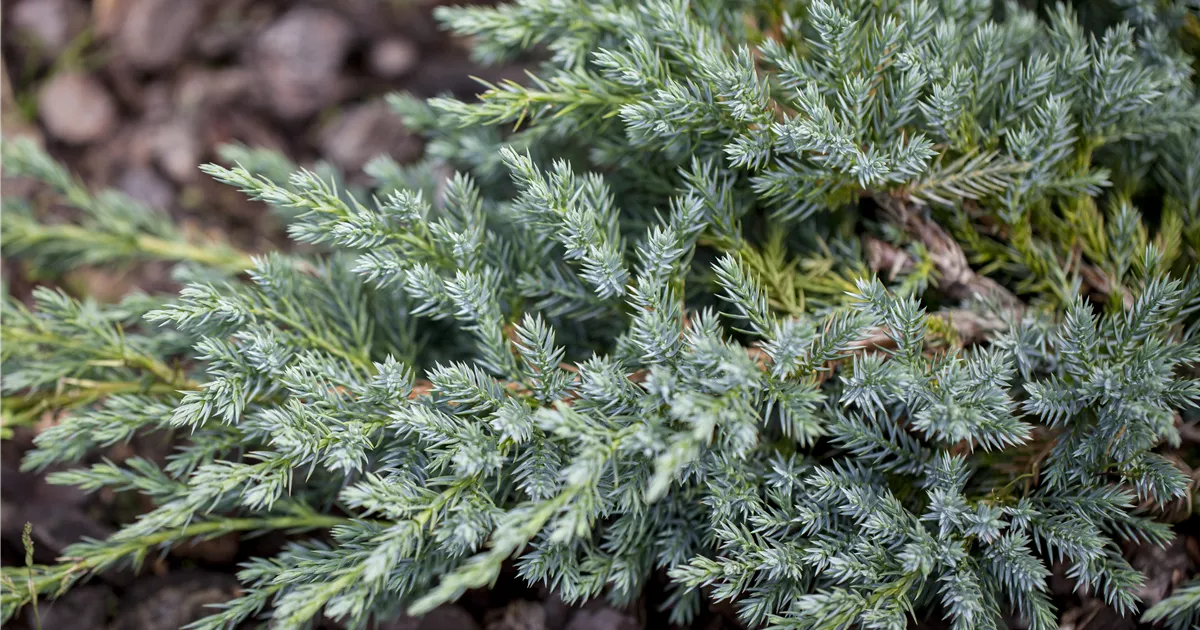 Juniperus squamata 'Blue Swede', Wacholder 'Blue Swede' | RICOTER ...