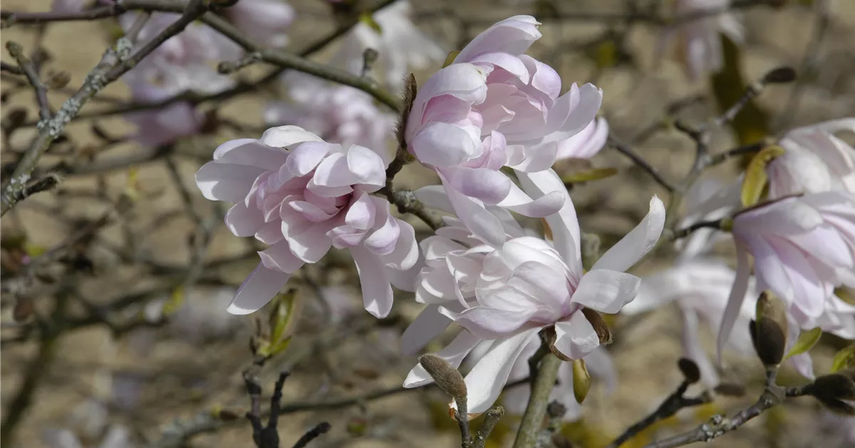 Magnolia stellata 'Dawn', Sternmagnolie 'Dawn' | RICOTER Erdaufbereitung AG