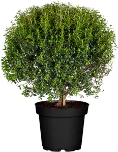 Myrtus communis 'Microphylla', Braut-Myrte 'Microphylla' | RICOTER ...
