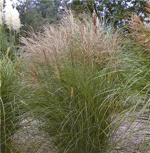Miscanthus sinensis 'Kleine Silberspinne', Garten-Chinaschilf 'Kleine ...
