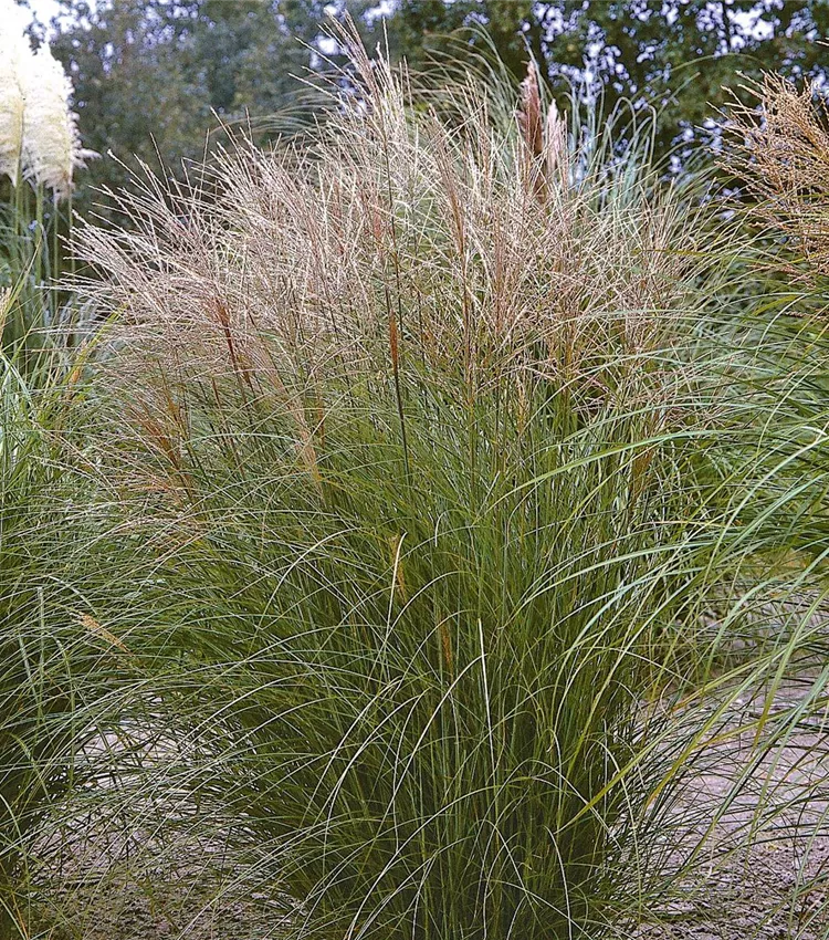 Miscanthus sinensis Kleine Silberspinne Garten Chinaschilf Kleine Silberspinne RICOTER Erdaufbereitung AG