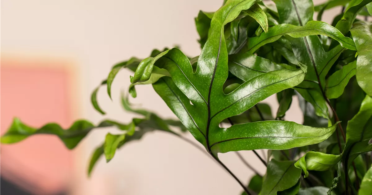 Microsorum punctatum, Cobra-Farn | RICOTER Erdaufbereitung AG