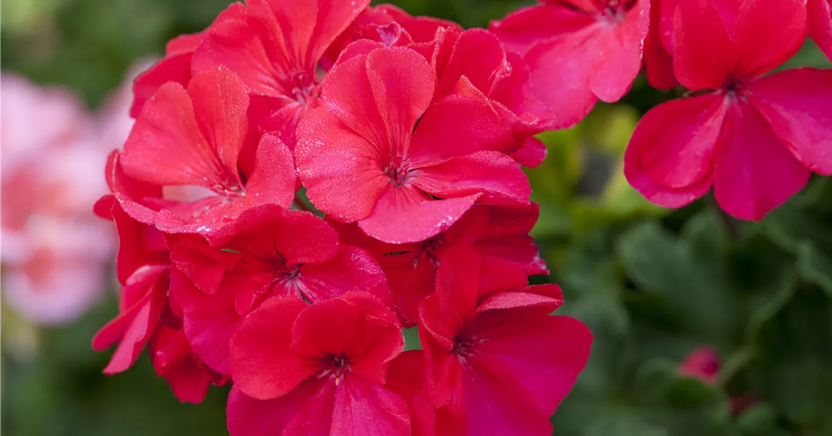 Pelargonium zonale 'Marena', Zonal-Pelargonie 'Marena' | RICOTER ...