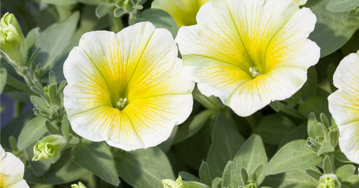 Petunia 'Potunia® Plus Yellow', Petunie 'Potunia® Plus Yellow ...