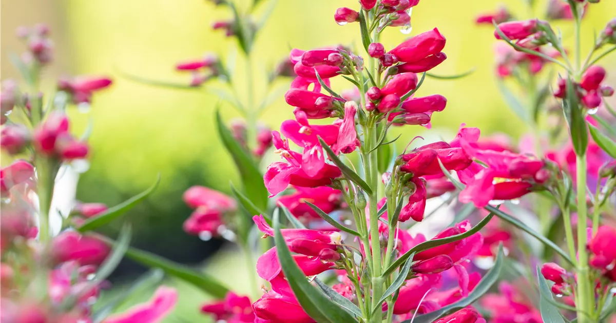 Penstemon 'Pristine Deep Rose', Bartfaden 'Pristine Deep Rose ...