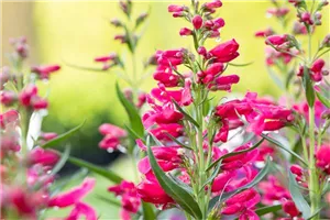 Penstemon 'Pristine Deep Rose', Bartfaden 'Pristine Deep Rose ...