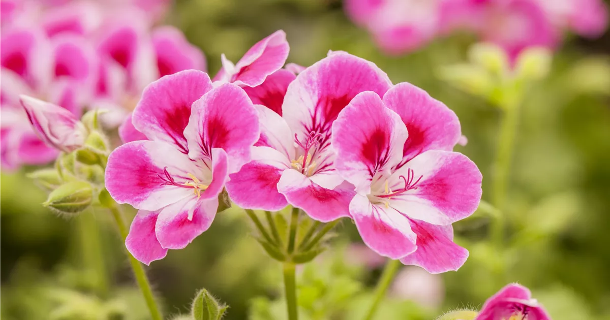 Pelargonium grandiflorum 'Pinkerbell'®, Edelgeranie 'Pinkerbell'® | RICOTER Erdaufbereitung AG
