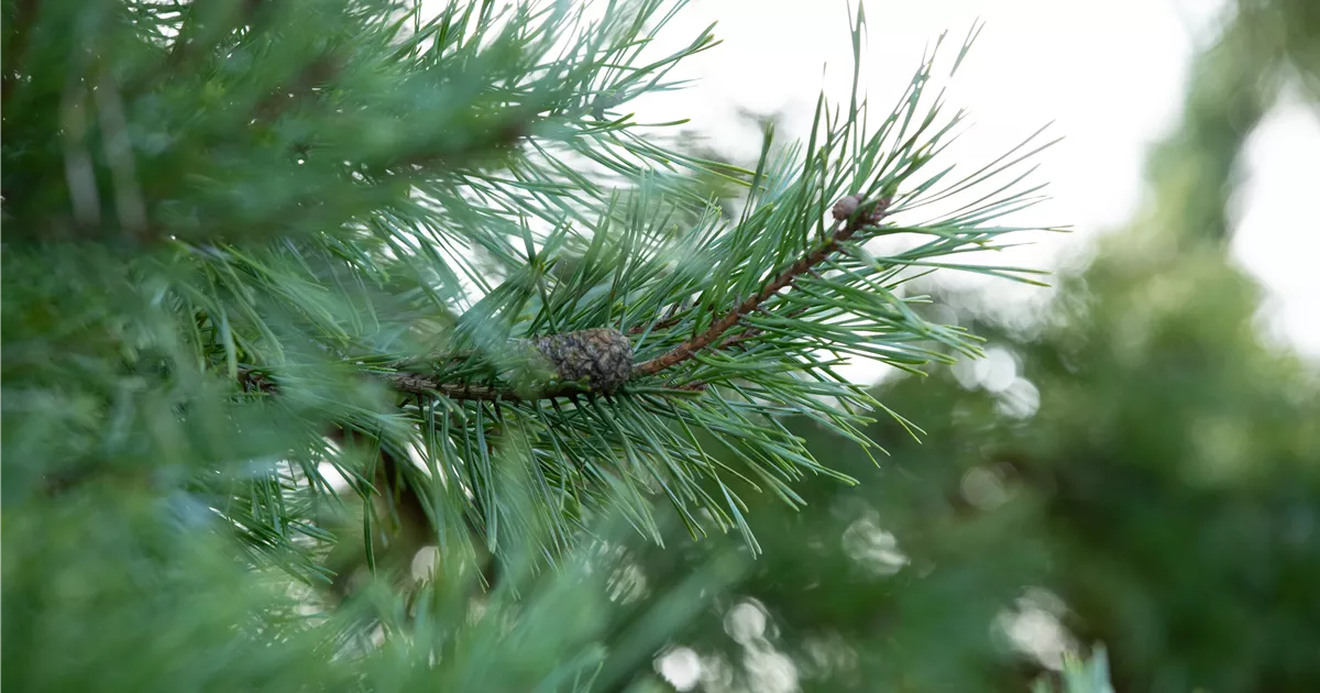 Pinus sylvestris 'Aurea Nisbeth', Goldkiefer 'Nisbeth' | RICOTER ...