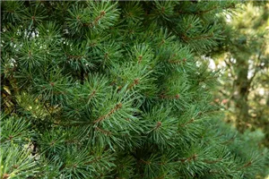 Pinus sylvestris 'Aurea Nisbeth', Goldkiefer 'Nisbeth' | RICOTER ...