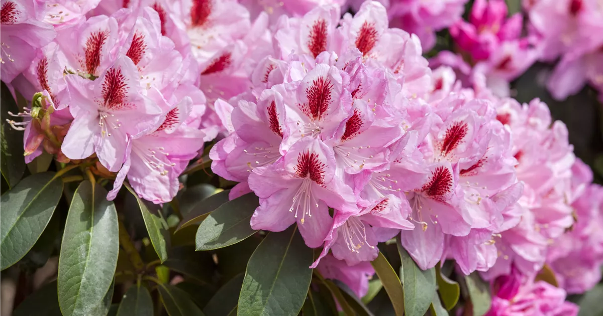 Rhododendron 'Mrs. Furnival', Rhododendron-Hybride | RICOTER ...