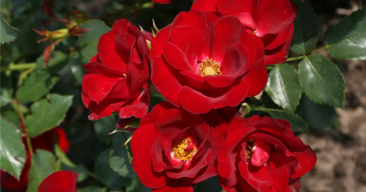 Rosa 'Marondo'®, Kleinstrauchrose 'Marondo'® | RICOTER Erdaufbereitung AG