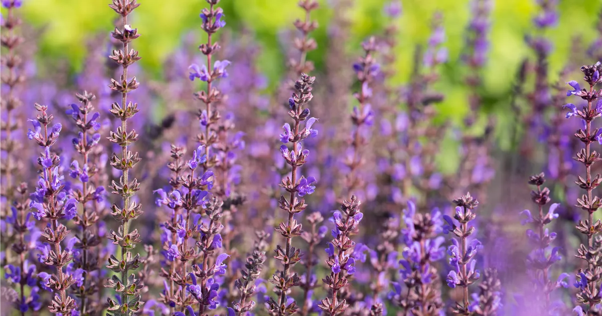 Salvia nemorosa 'Spring King', Garten-Blüten-Salbei 'Spring King ...