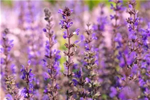 Salvia nemorosa 'Spring King', Garten-Blüten-Salbei 'Spring King ...