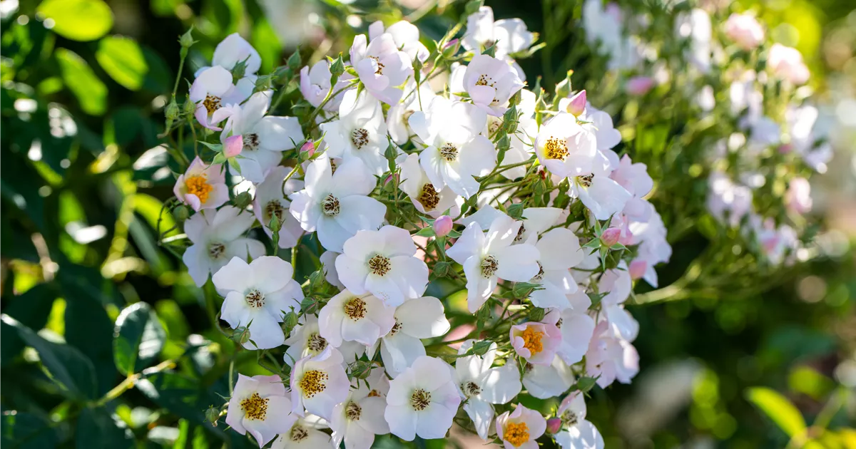 Rosa 'Rosemary Foster', Kletterrose 'Rosemary Foster' | RICOTER ...