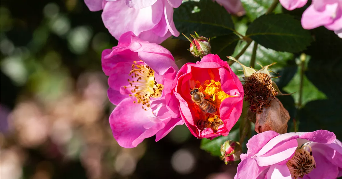Rosa rubiginosa 'Magnifica', Wein-Rose 'Magnifica' | RICOTER ...