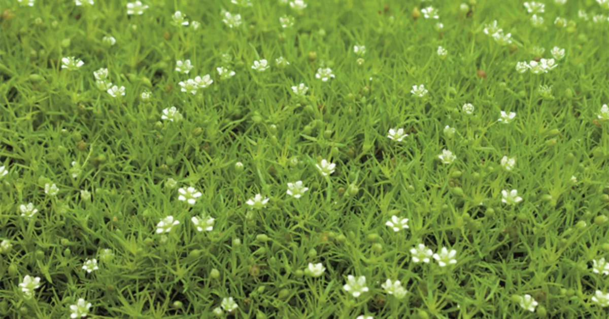 Sagina subulata 'Scotch Moss', Sternmoos 'Scotch Moss' | RICOTER ...