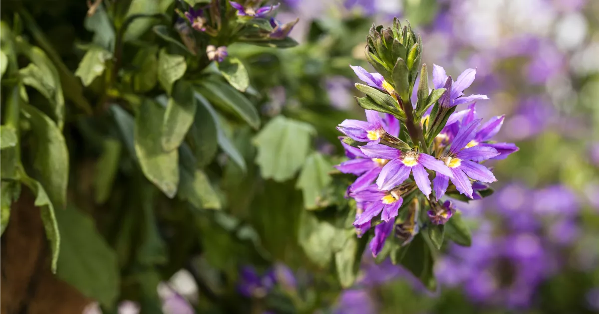 Scaevola 'Scala Blue', Fächerblume 'Scala Blue' | RICOTER ...