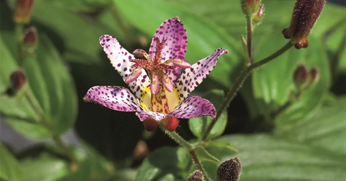 Tricyrtis formosana 'Pink Freckles', Krötenlilie 'Pink Freckles ...