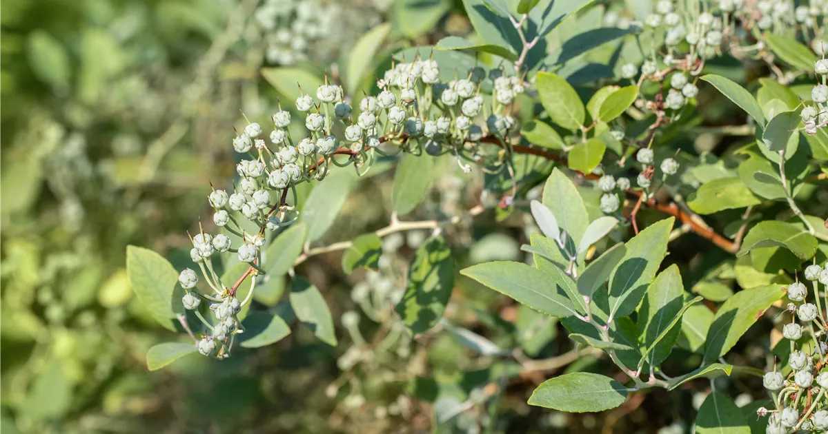 Zenobia pulverulenta 'Blue Sky', Zenobie | RICOTER Erdaufbereitung AG