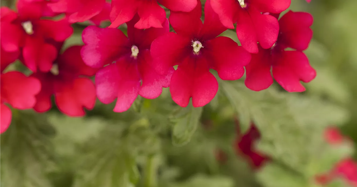 Verbena 'Estrella™ Merlot', Verbene 'Estrella™ Merlot' | RICOTER ...