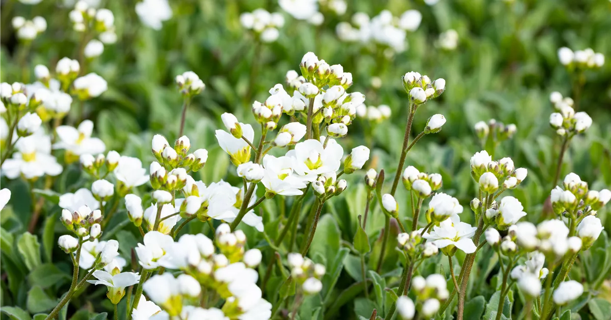 Arabis procurrens 'Neuschnee', Karpaten-Schaumkresse 'Neuschnee ...