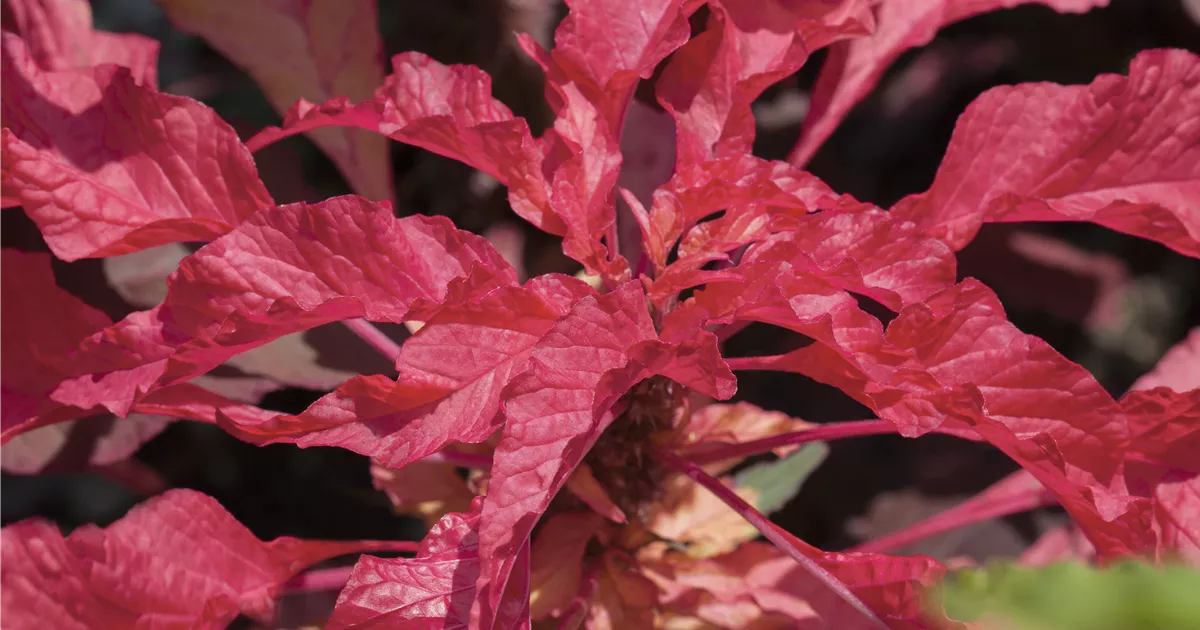 Amaranthus tricolor 'Early Splendor', Amarant 'Early Splendor ...
