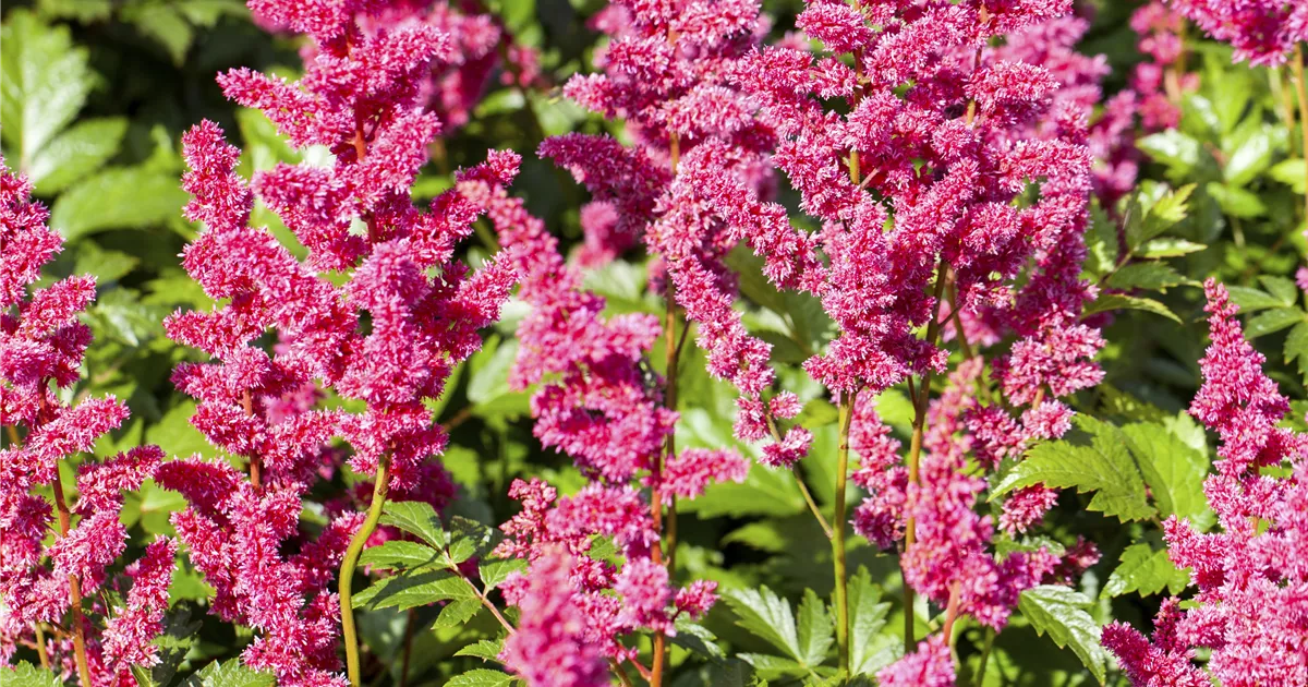 Astilbe japonica 'Mainz', Garten-Prachtspiere 'Mainz' | RICOTER ...
