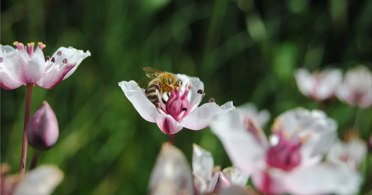 Butomus umbellatus 'Alba', Garten-Schwanenblume 'Alba' | RICOTER ...