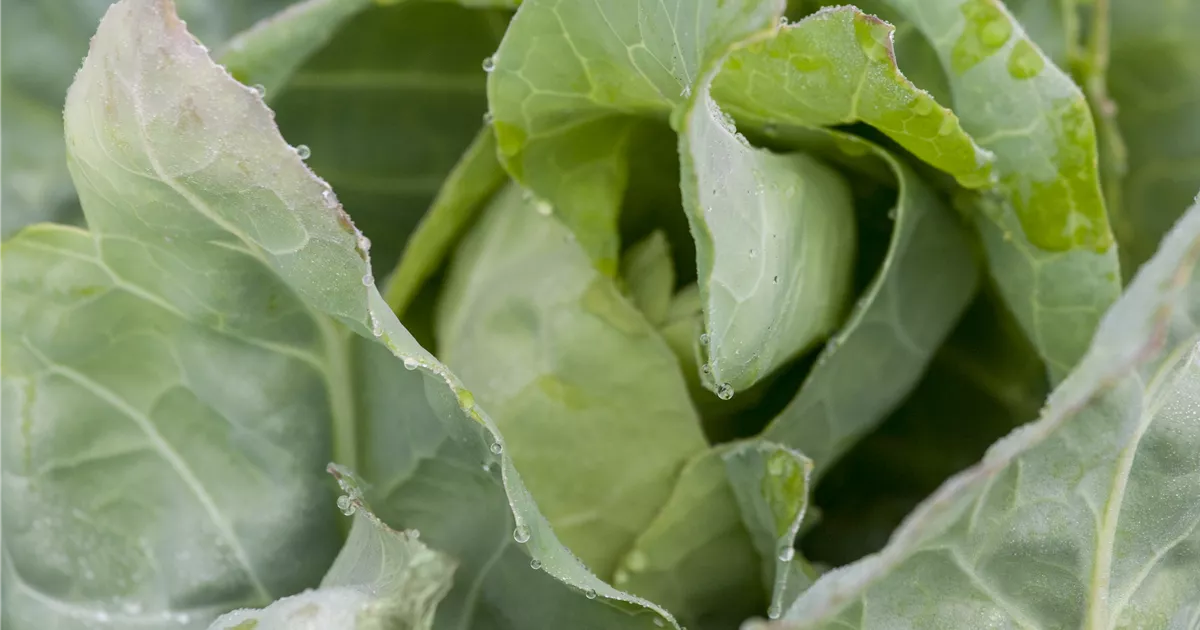 Brassica oleracea var. capitata, Kopfkohl | RICOTER Erdaufbereitung AG
