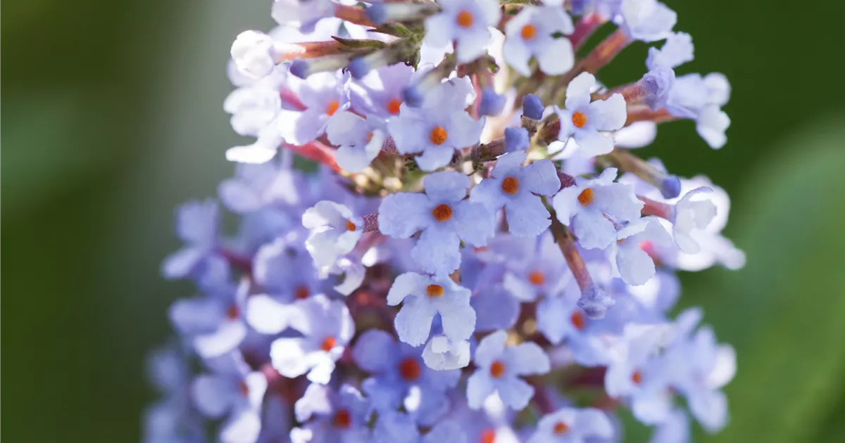 Buddleja davidii BUZZ™ 'Sky Blue'®, Schmetterlingsfieder BUZZ™ 'Sky ...
