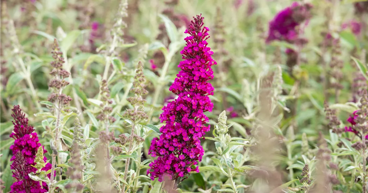 Buddleja davidii BUZZ™ 'Magenta', Schmetterlingsflieder BUZZ™ 'Magenta ...