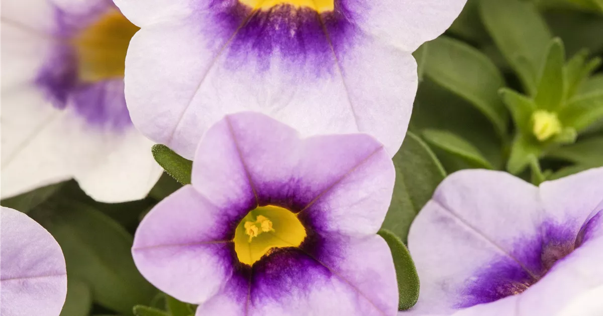 Calibrachoa 'Calitastic™ Ice Blue', Zauberglöckchen 'Calitastic™ Ice ...