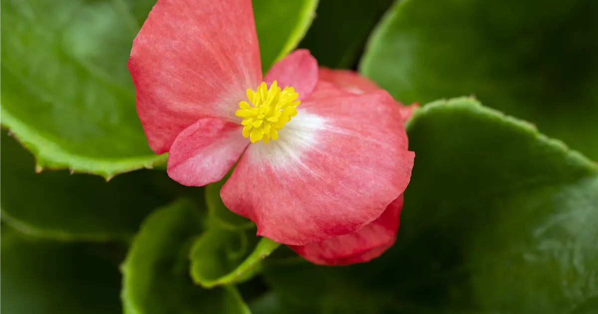 Begonia semperflorens Sprint Plus 'Lipstick', Eis-Begonie | RICOTER ...