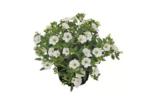 Calibrachoa SUPERBELLS™ UNIQUE 'White', Zauberglöckchen | RICOTER ...