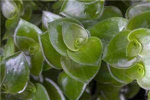 Callisia repens, Kriechendes Schönpolster | RICOTER Erdaufbereitung AG