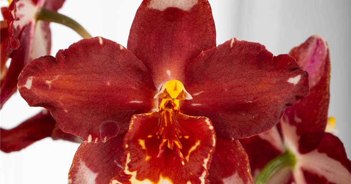 Cambria 'Inferno', Cambria-Orchidee | RICOTER Erdaufbereitung AG