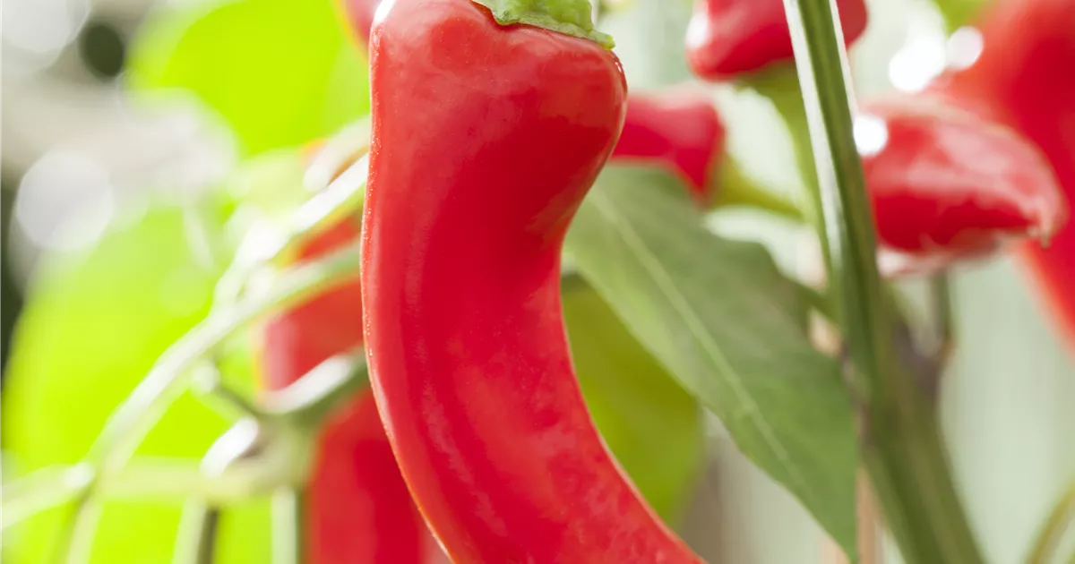 Capsicum annuum 'Pick a Hot® Pep Red Chile Pepper', Chili-Schoten 'Pick ...