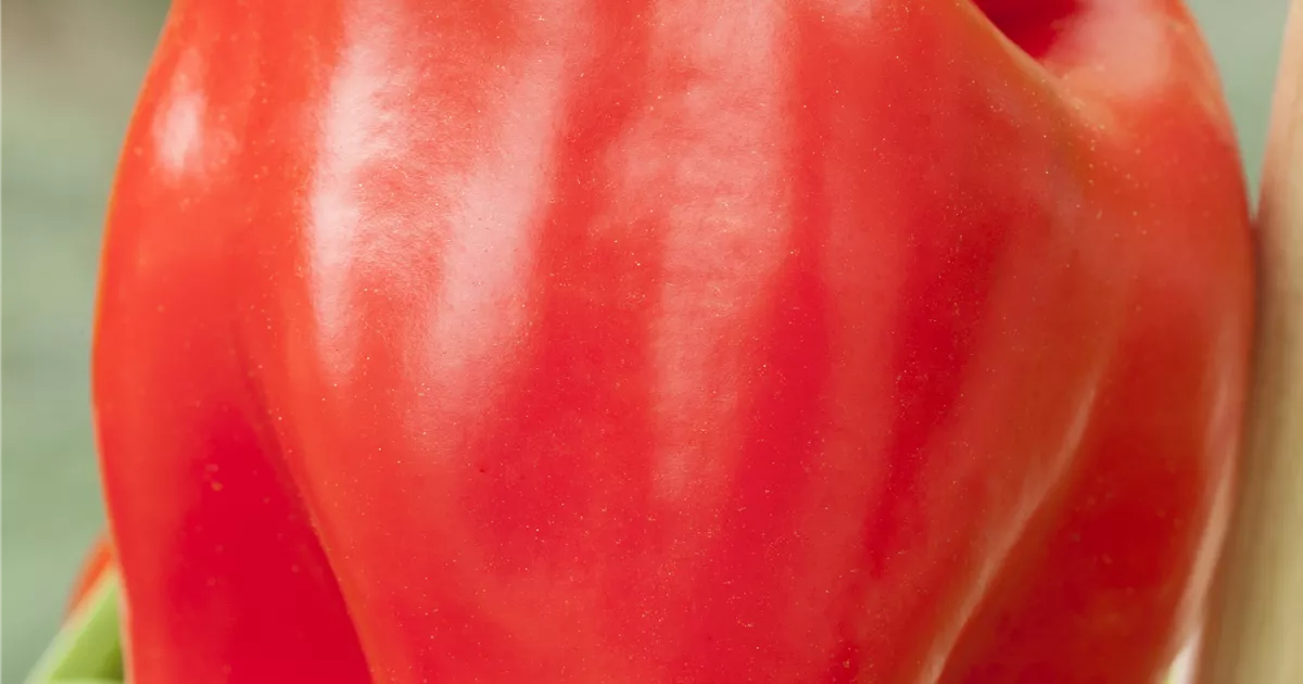 Capsicum annuum 'Pick a Pep® Red Pepper', Snackpaprika 'Pick a Pep® Red ...