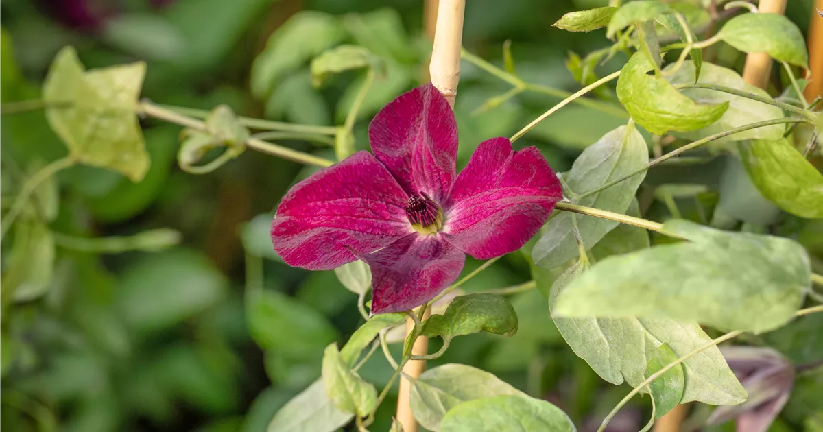 Clematis viticella 'Margot Koster', Italienische Waldrebe 'Margot ...