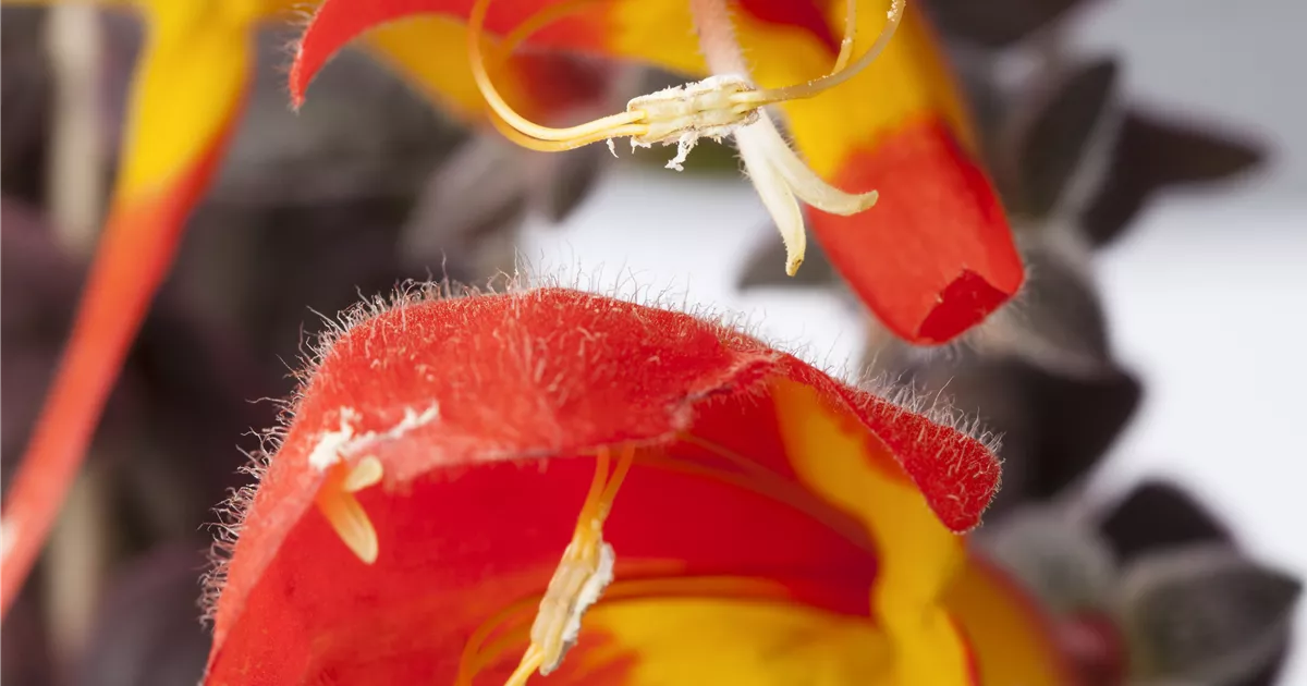 Columnea hybrid, Gesnerie Hybride | RICOTER Erdaufbereitung AG